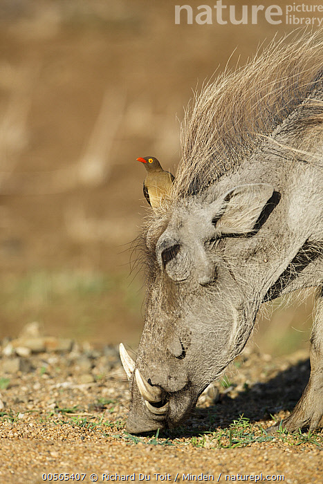 Stock photo of Warthog (Phacochoerus africanus) with Red-billed ...