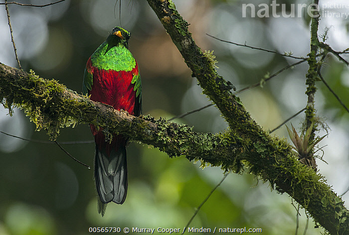 Stock photo of White-tipped Quetzal (Pharomachrus fulgidus), Santa ...