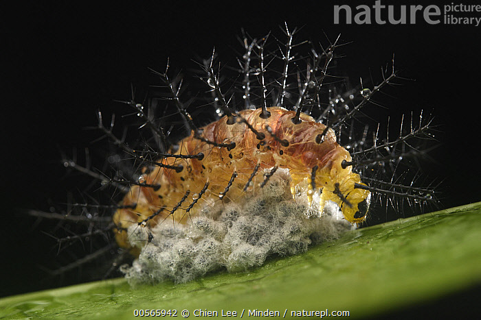 Stock photo of Nymphalid Butterfly (Cupha erymanthis) caterpillar ...