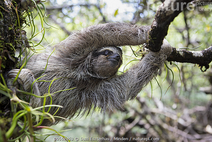 Stock photo of Pygmy Three-toed Sloth (Bradypus pygmaeus) climbing ...