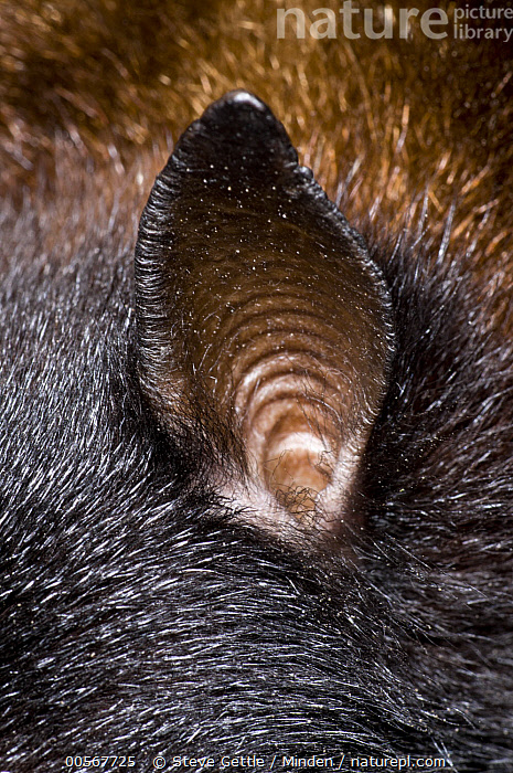 Stock photo of Fruit Bat (Pteropodidae) ear, Organization for Bat ...