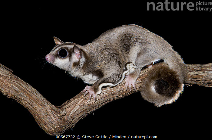 Stock photo of Sugar Glider (Petaurus breviceps), Organization for Bat ...