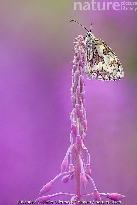 Stock photo of Marbled White (Melanargia galathea) butterfly on ...