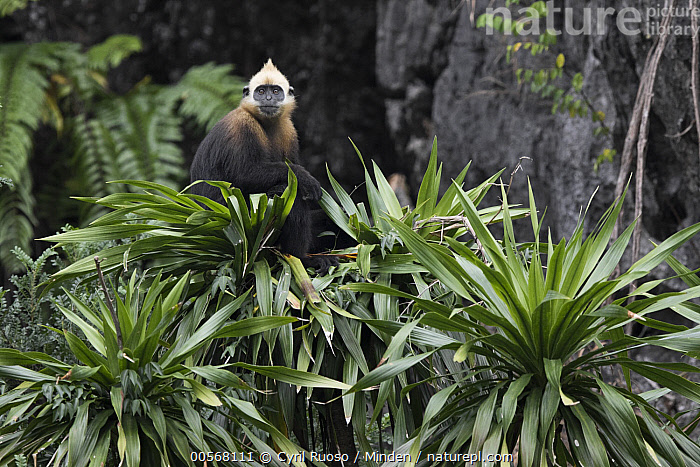 Stock photo of Cat Ba Langur (Trachypithecus poliocephalus ...