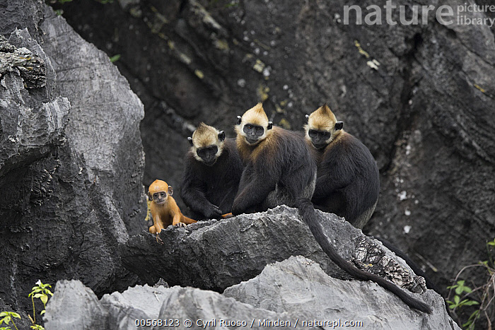 Stock photo of Cat Ba Langur (Trachypithecus poliocephalus ...