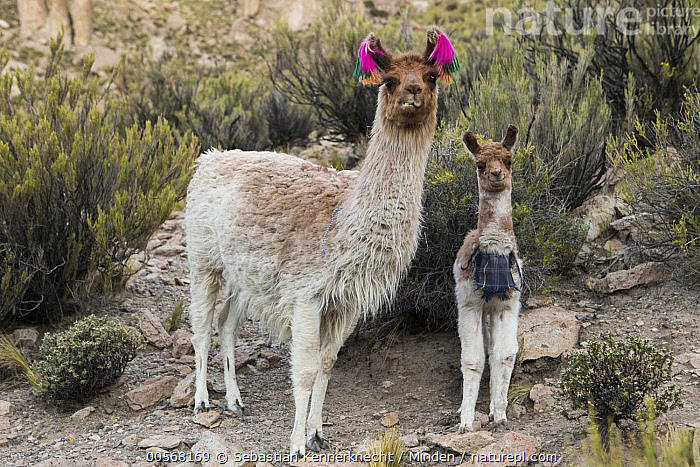 Stock photo of Llama (Lama glama) mother and cria, Abra Granada, Andes ...