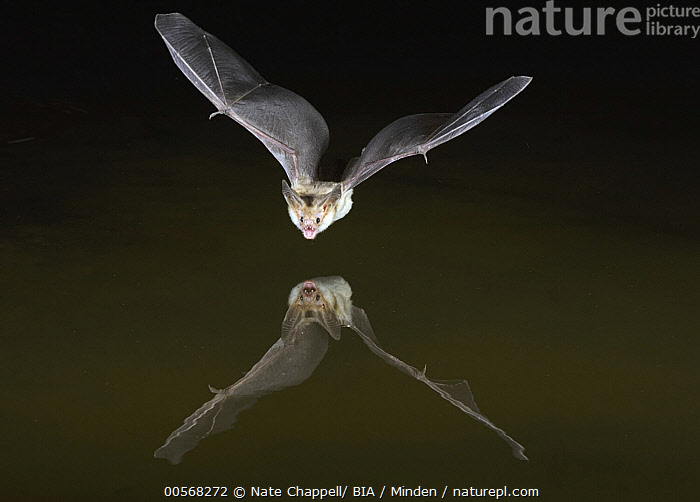 Stock photo of Pallid Bat (Antrozous pallidus) flying over pond at ...