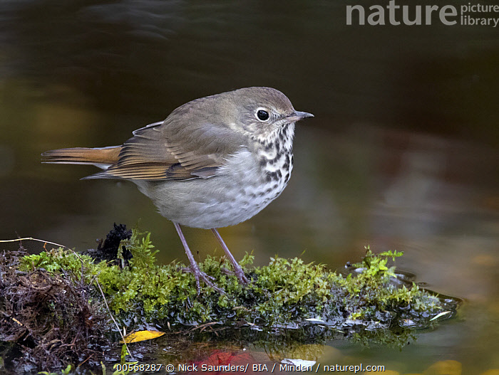 Stock photo of Hermit Thrush (Catharus guttatus), Saskatchewan, Canada ...