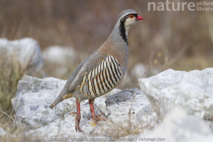 Stock photo of Rock Partridge (Alectoris graeca), Istria, Croatia ...