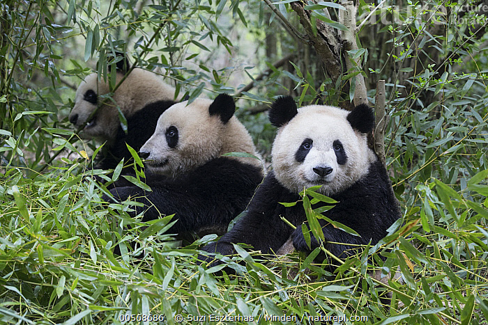 Stock photo of Giant Panda (Ailuropoda melanoleuca) sub-adult in bamboo ...