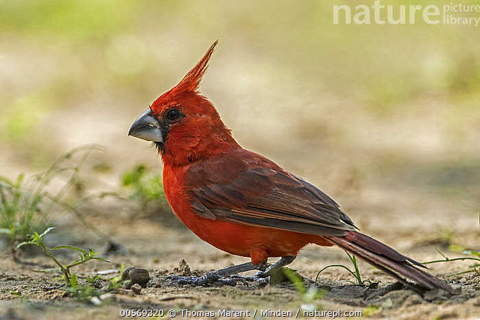 Stock photo of Vermilion Cardinal (Cardinalis phoeniceus) male, Guajira ...