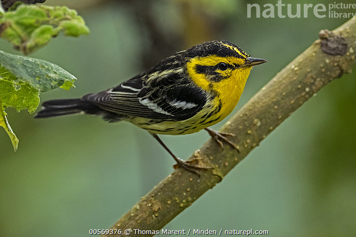 Stock photo of Blackburnian Warbler (Setophaga fusca), Chicaque Natural ...