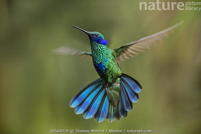 Purple Hummingbird Flying