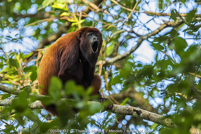Stock photo of Red Howler Monkey (Alouatta seniculus) calling ...