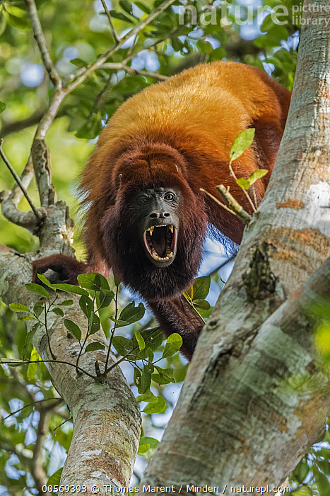 Stock photo of Red Howler Monkey (Alouatta seniculus) calling ...