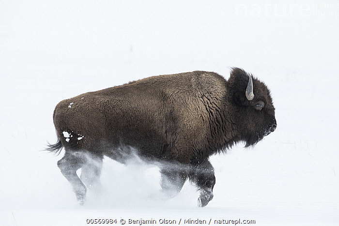 Stock photo of American Bison (Bison bison) running in snow, Lamar ...