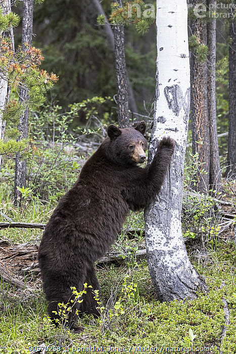 Stock photo of Black Bear (Ursus americanus) scratching tree, northern ...