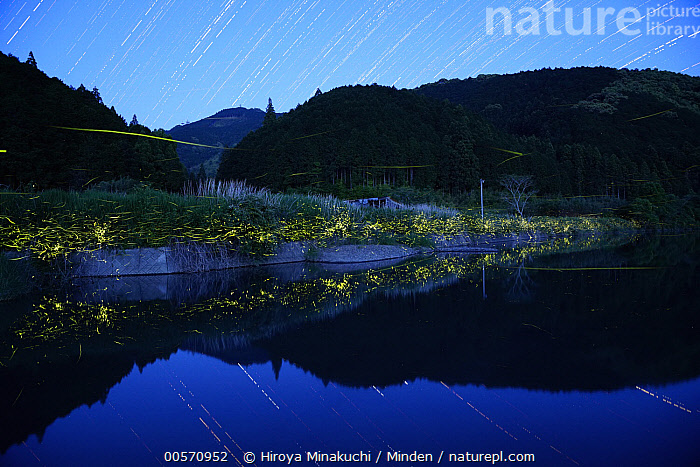 Stock photo of Japanese Firefly (Luciola cruciata) group flying along ...