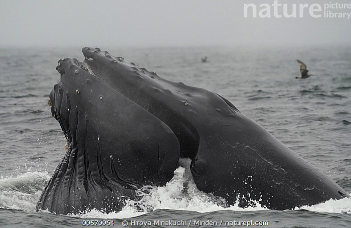 Stock photo of Humpback Whale (Megaptera novaeangliae) gulp feeding for ...