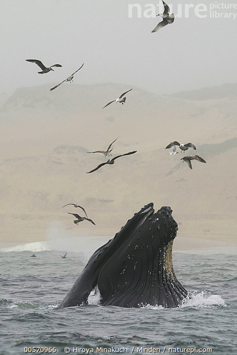 Stock photo of Humpback Whale (Megaptera novaeangliae) gulp feeding and ...