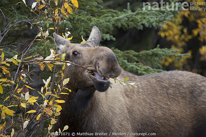Stock photo of Alaska Moose (Alces alces gigas) female feeding on Aspen ...