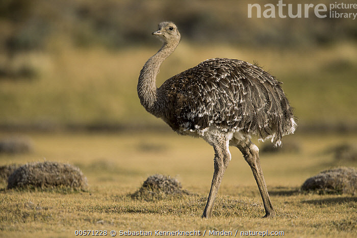 Stock photo of Lesser Rhea (Rhea pennata), Torres del Paine National ...