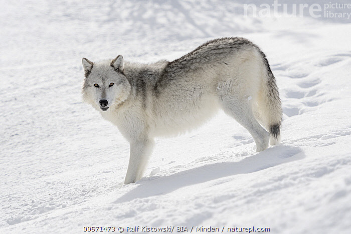 Stock photo of Timber Wolf (Canis lupus) in snow, Yellowstone National ...