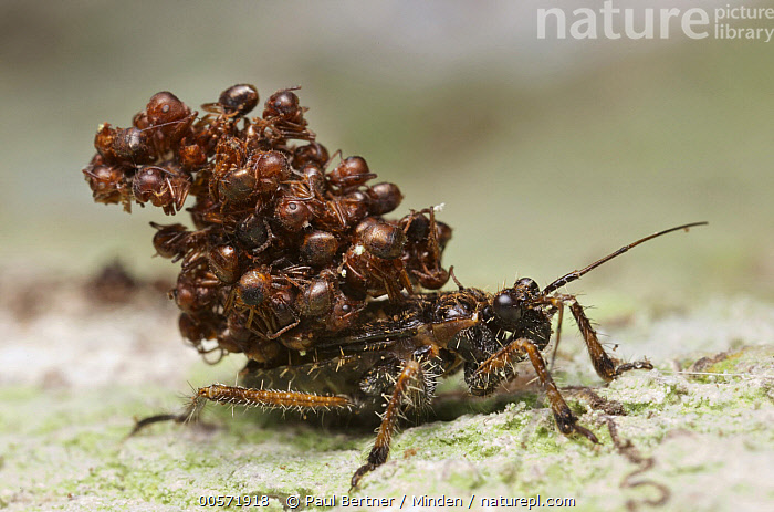 Stock photo of Assassin Bug (Acanthaspis sp) being attacked by ants ...
