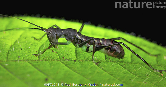 Stock photo of Katydid (Tettigoniidae), ant mimic, Danum Valley ...