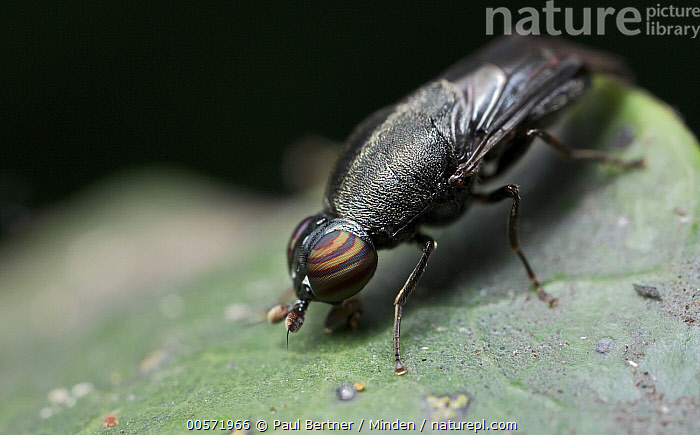 Stock photo of Soldier Fly (Stratiomyidae) female, beetle mimic, Udzungwa Mountains…. Available ...