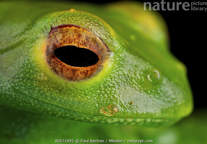 Stock photo of Malagasy Web-footed Frog (Boophis luteus), Antananarivo ...