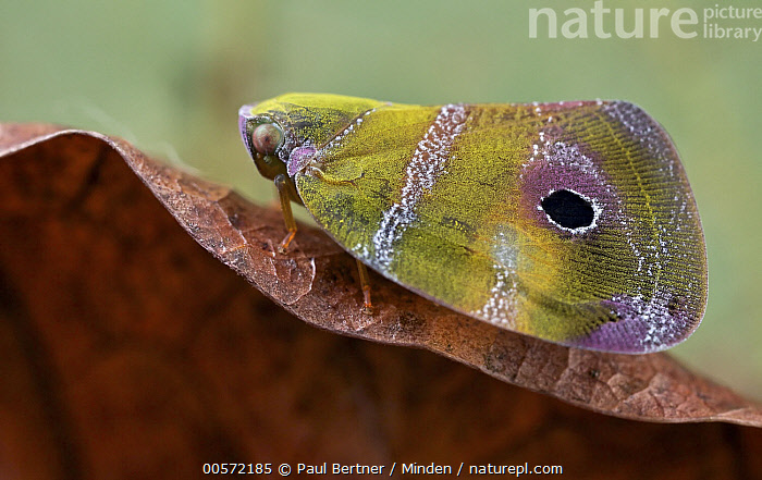 Stock photo of Planthopper (Ricaniidae), Udzungwa Mountains National ...