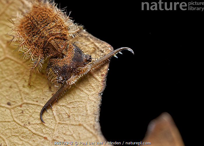 Stock photo of Owl Fly (Ascalaphidae) larva, Udzungwa Mountains ...
