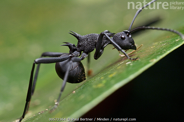 Stock photo of Spiny Ant (Polyrhachis armata), Angkor Wat, Cambodia ...