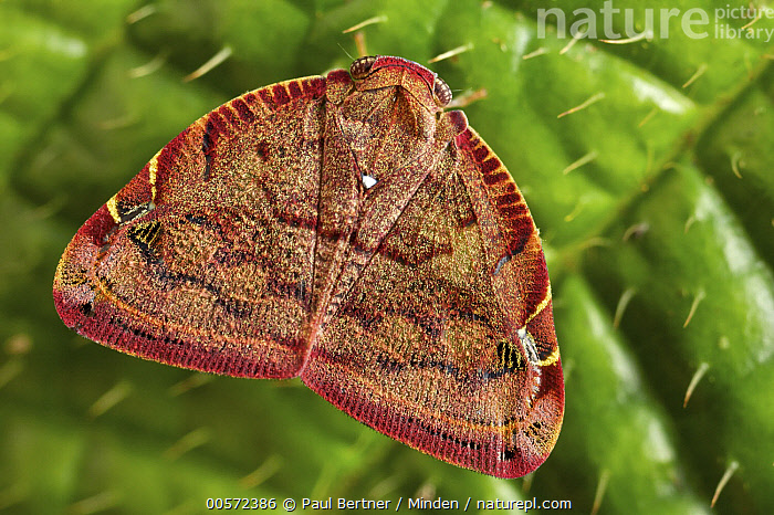 Stock photo of Planthopper (Ricaniidae), Andasibe-Mantadia National ...