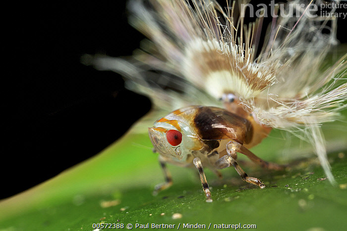 Stock photo of Planthopper (Ricaniidae) nymph, Gunung Leuser National ...