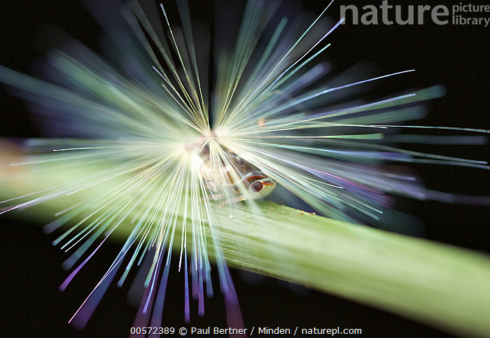Stock photo of Planthopper (Ricaniidae) nymph with defensive ...
