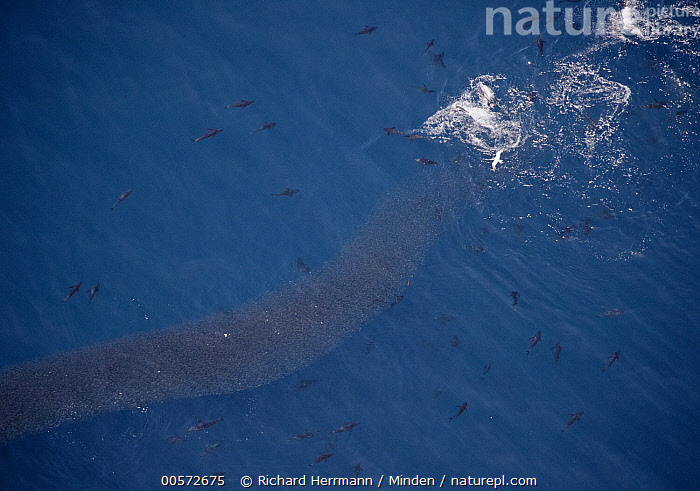Stock photo of Pacific Bluefin Tuna (Thunnus orientalis) group feeding ...