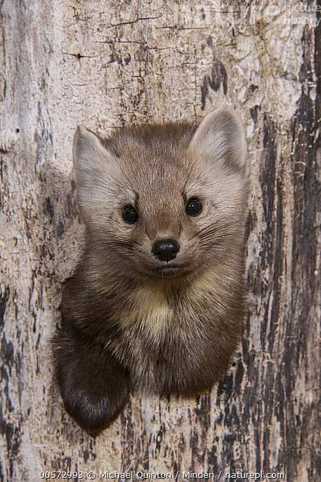 Stock photo of American Marten (Martes americana) emerging from tree ...