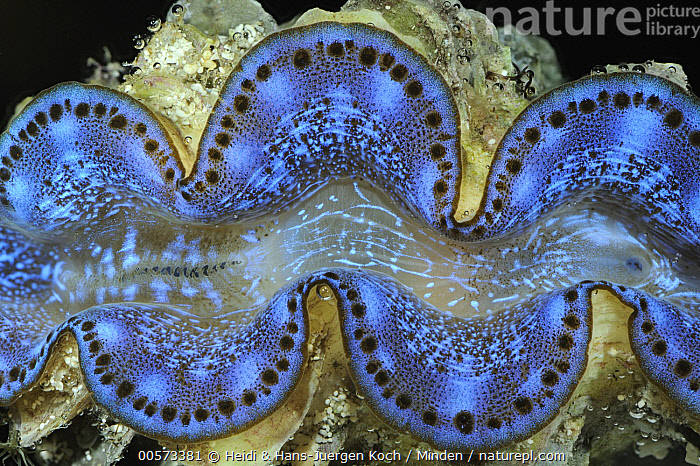 Stock photo of Crocea Clam (Tridacna crocea) mantle with eyes, native ...