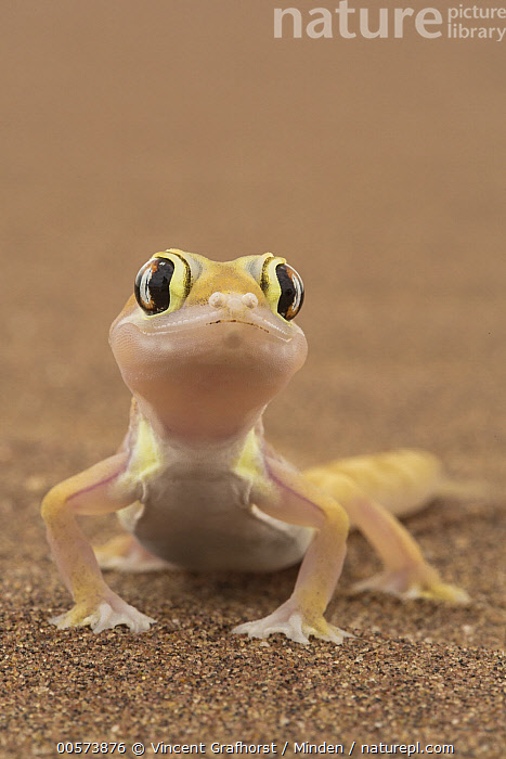 Stock photo of Namib Sand Gecko (Palmatogecko rangei) in desert ...