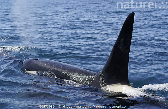 Stock photo of Orca (Orcinus orca) male surfacing, Shiretoko, Hokkaido ...