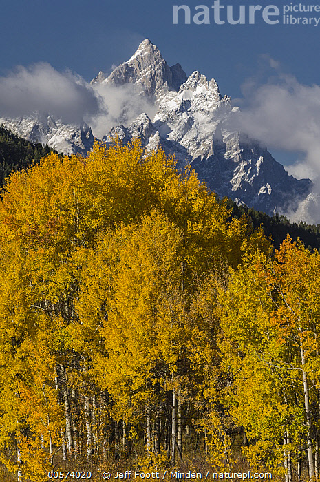 Stock photo of Quaking Aspen (Populus tremuloides) trees in fall, Grand ...