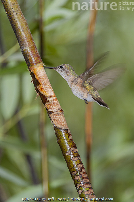 Stock photo of Broad-tailed Hummingbird (Selasphorus platycercus ...