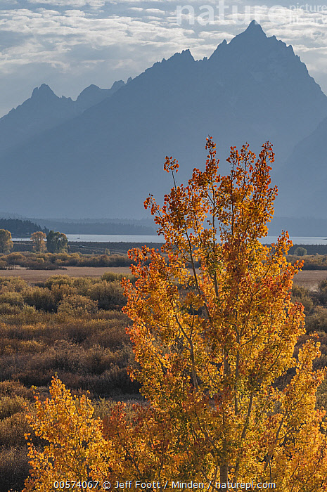 Stock photo of Quaking Aspen (Populus tremuloides) tree in fall, Grand ...
