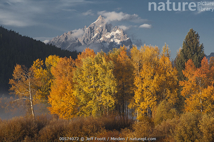 Stock photo of Quaking Aspen (Populus tremuloides) trees in fall, Grand ...