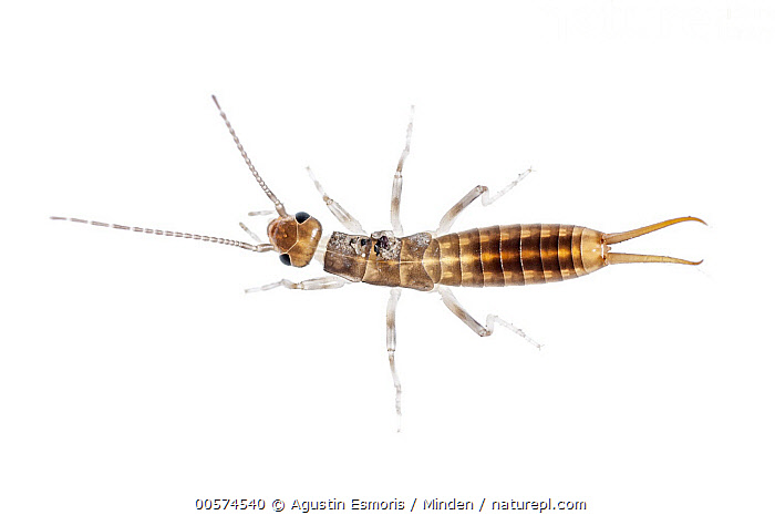 Stock photo of Earwig (Labiduridae), Argentina. Available for sale on ...