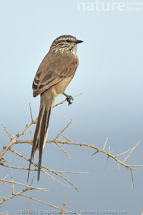 Stock photo of Plain-mantled Tit-Spinetail (Leptasthenura aegithaloides ...