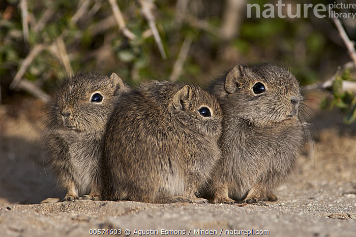 Stock photo of Southern Mountain Cavy (Microcavia australis) young ...