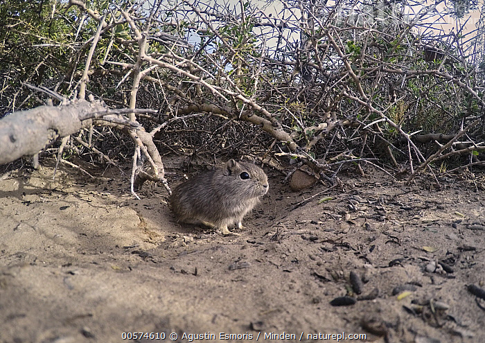 Stock photo of Southern Mountain Cavy (Microcavia australis) in brush ...